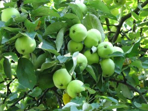 Summer Apples – A Hundred Years Ago