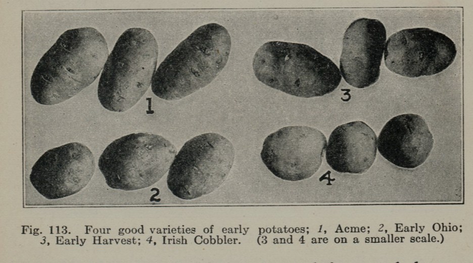 Harvesting and Storing Potatoes a Hundred Years ago – A Hundred Years Ago