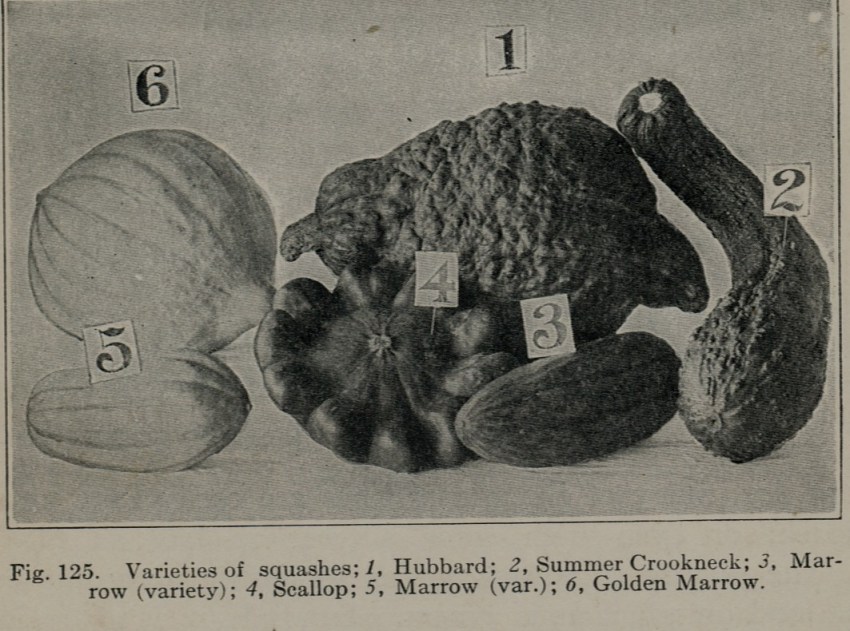 Squash Varieties a Hundred Years Ago – A Hundred Years Ago