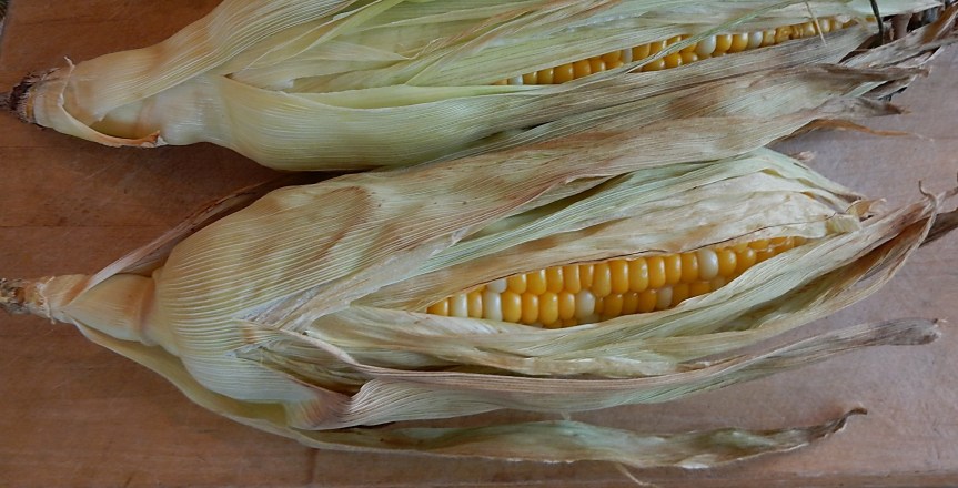 Old-time Recipe for Baking Corn on Cob – A Hundred Years Ago