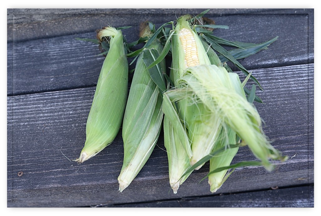 What is Green Corn? – A Hundred Years Ago